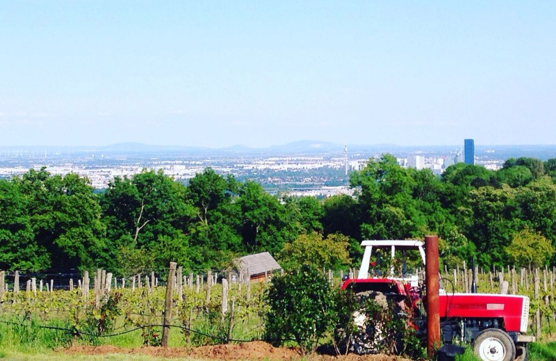 Heuriger Wien: die Top 10 Liste! - HEROLD.at