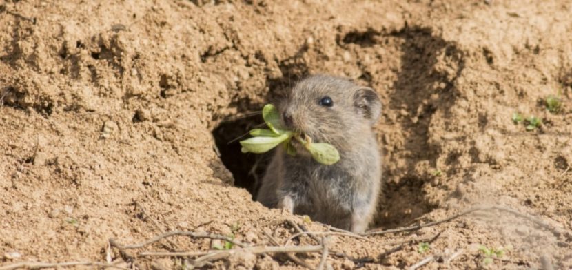 Keeping Your Garden Vole Free – Eco Clear Products